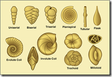 test foram | geology